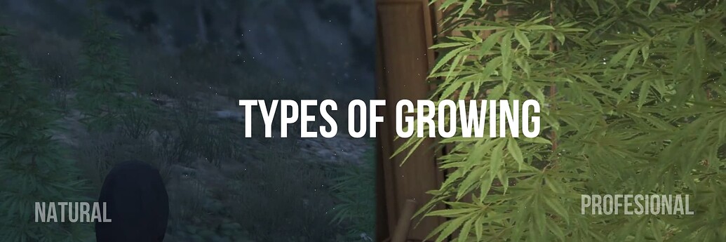[ESX/QB/OX] Weed Growing - Create your weed empire - FiveM Releases ...