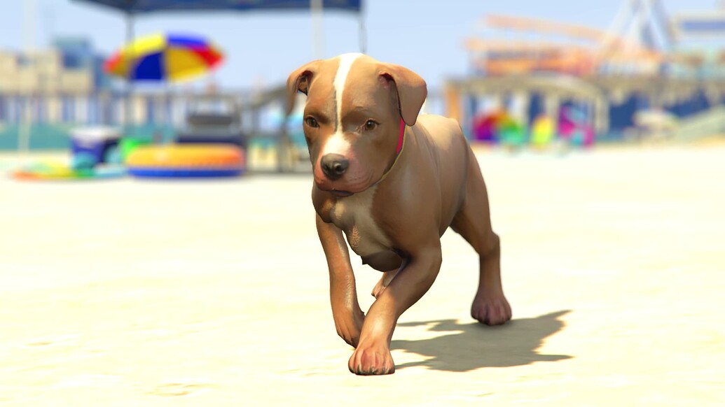 Pitbull Puppy Custom Ped - FiveM Releases - Cfx.re Community