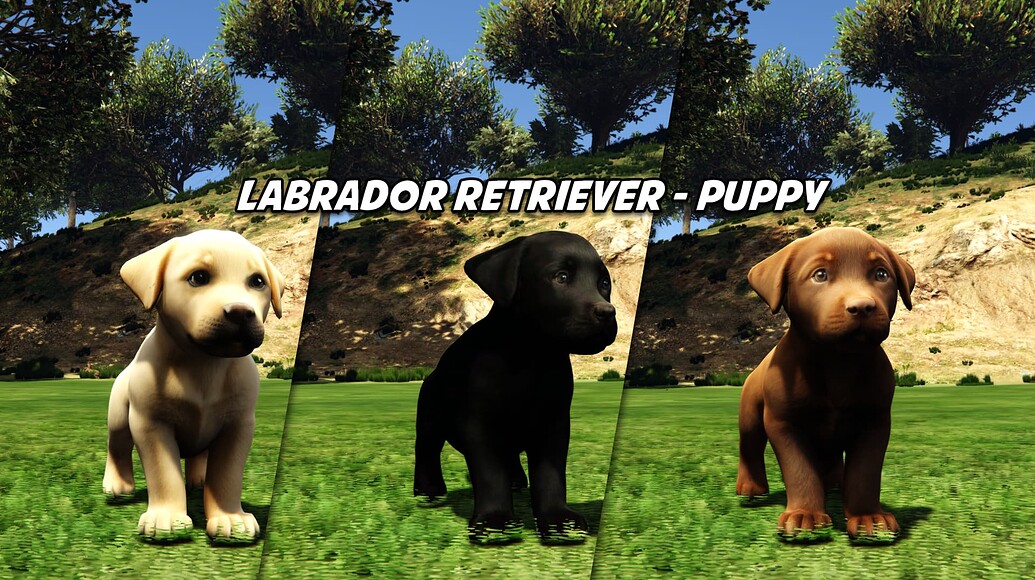 Labrador Retriever Puppy - Addon Dog Ped - FiveM Releases - Cfx.re ...