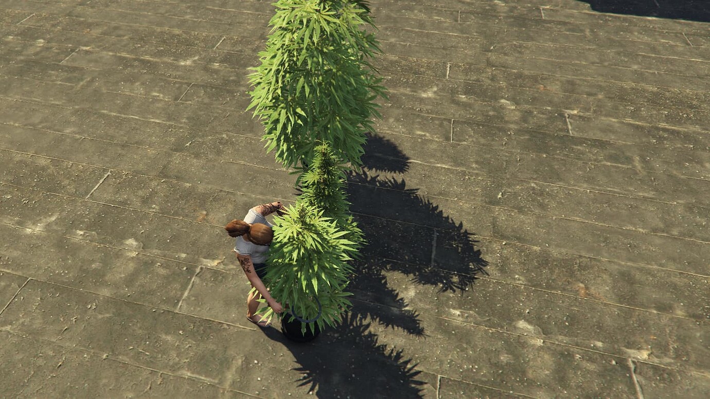 [ANIMATION] Cutting weed - FiveM Releases - Cfx.re Community
