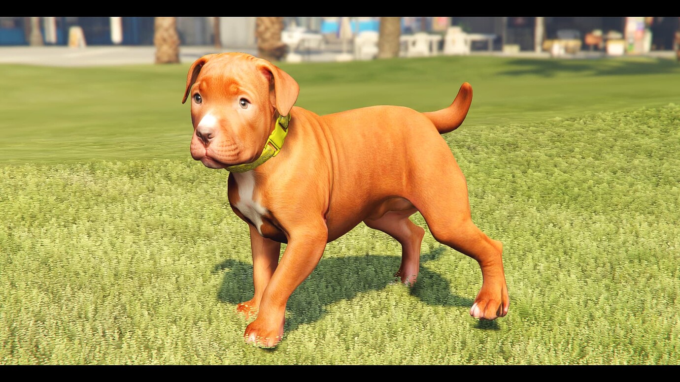 Pitbull Puppy Custom Ped - FiveM Releases - Cfx.re Community