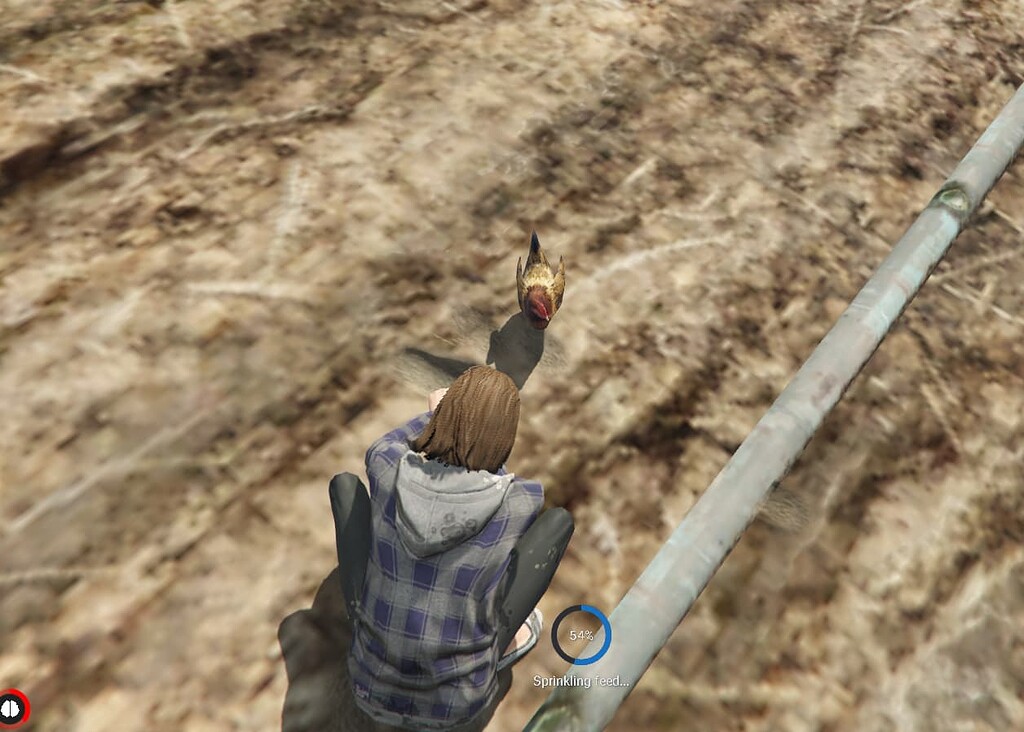 [FREE] Wild Chicken Capturing 🐔 - FiveM Releases - Cfx.re Community