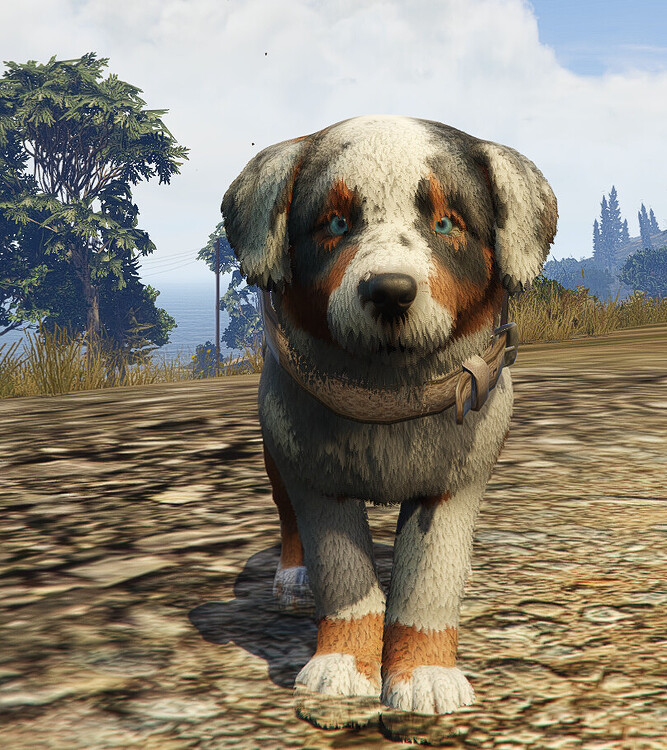 Australian Shepherd Puppy - FiveM Releases - Cfx.re Community