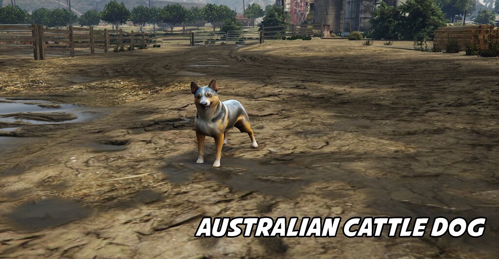 Australian Cattle Dog - Addon Ped - FiveM Releases - Cfx.re Community