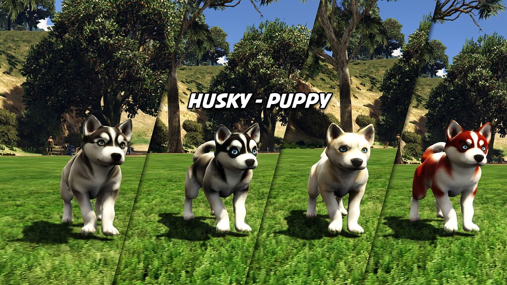 Husky Puppy - Addon Dog Ped - FiveM Releases - Cfx.re Community