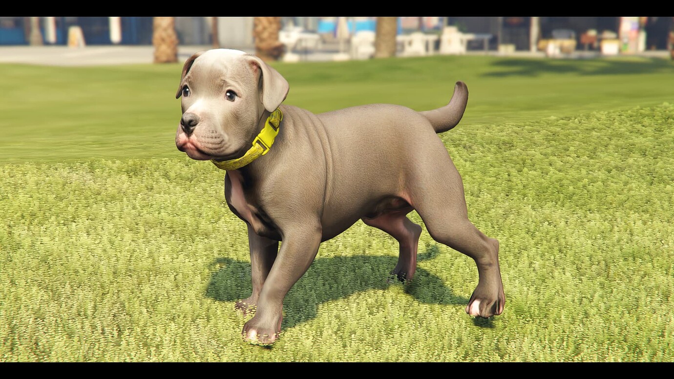 Pitbull Puppy Custom Ped - FiveM Releases - Cfx.re Community