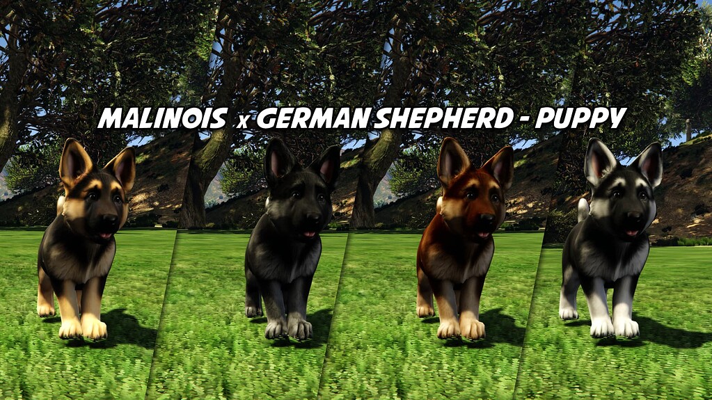 Malinois / German Shepherd - Addon Dog Ped - FiveM Releases - Cfx.re ...