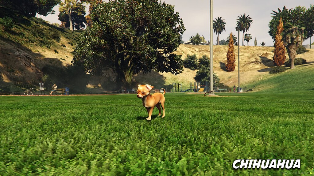 Chihuahua - Addon Dog Ped - FiveM Releases - Cfx.re Community