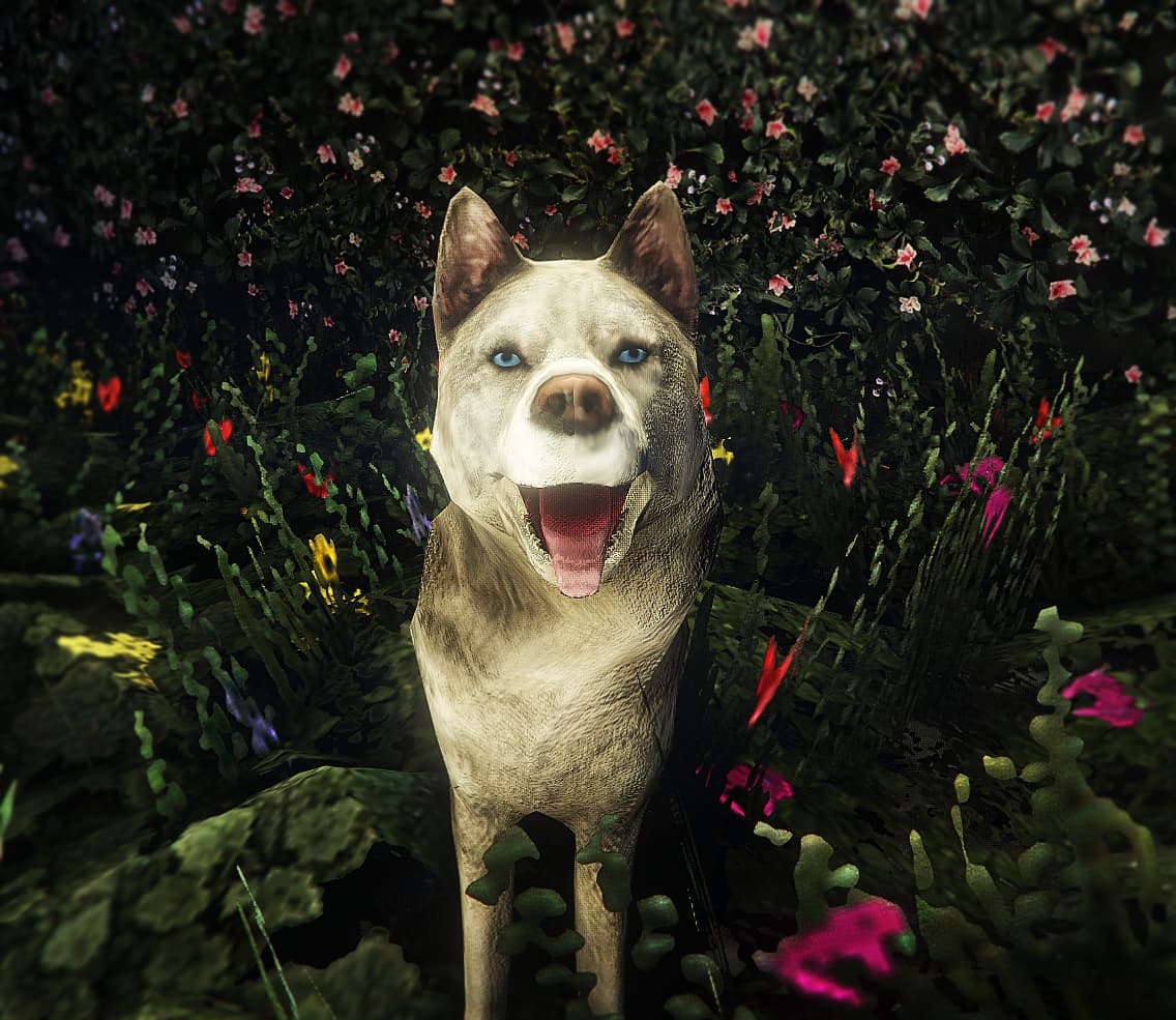 Husky Dog [PED] [DOG] [PETS] - FiveM Releases - Cfx.re Community