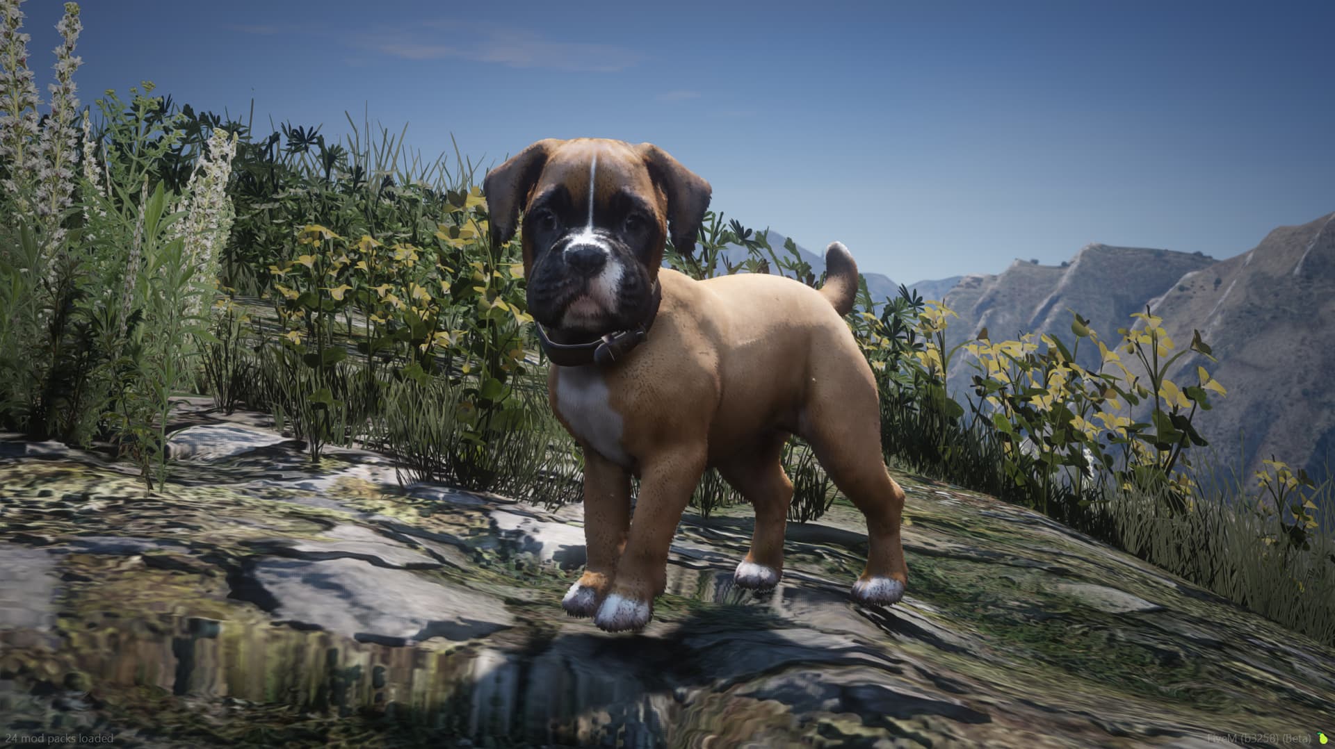Boxer Puppy Custom Ped - FiveM Releases - Cfx.re Community