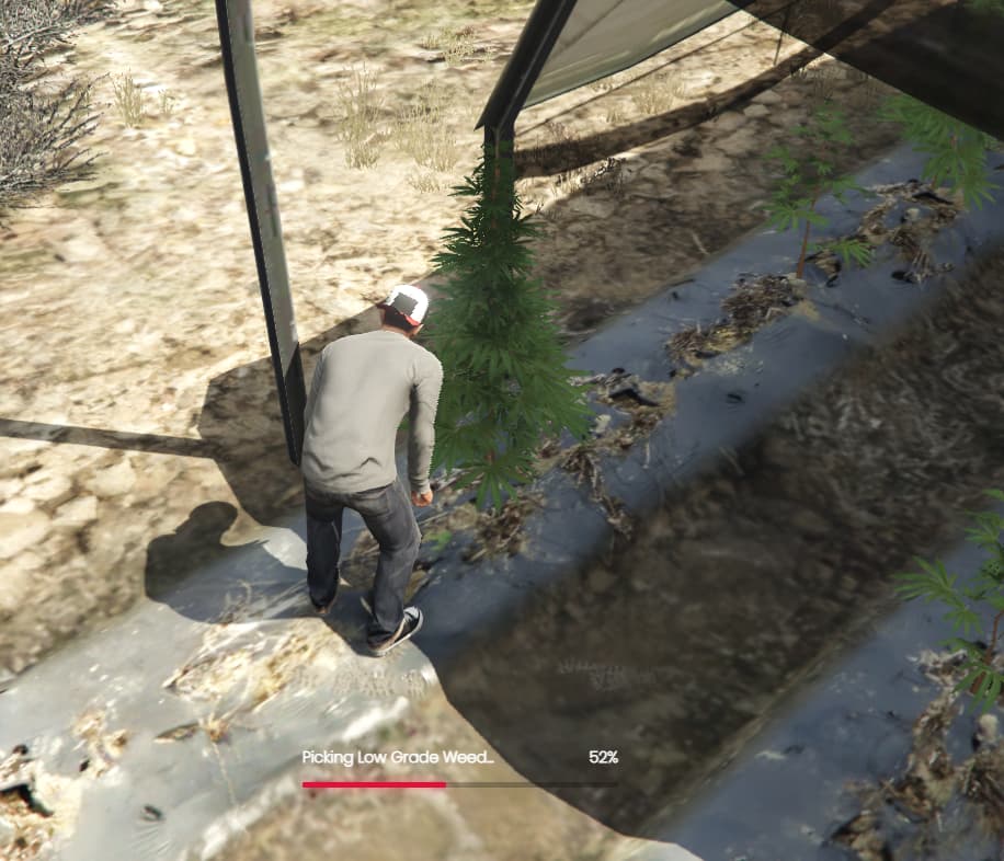 [QBcore] Weed Picking - FiveM Releases - Cfx.re Community