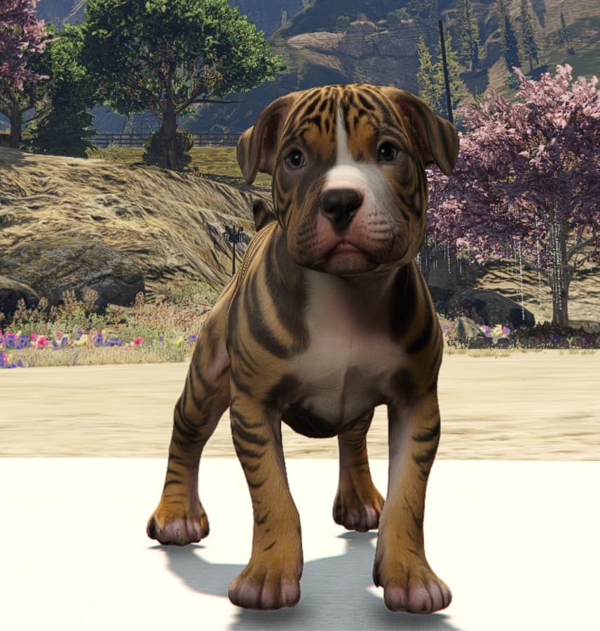 Pitbull Puppy Custom Ped - FiveM Releases - Cfx.re Community