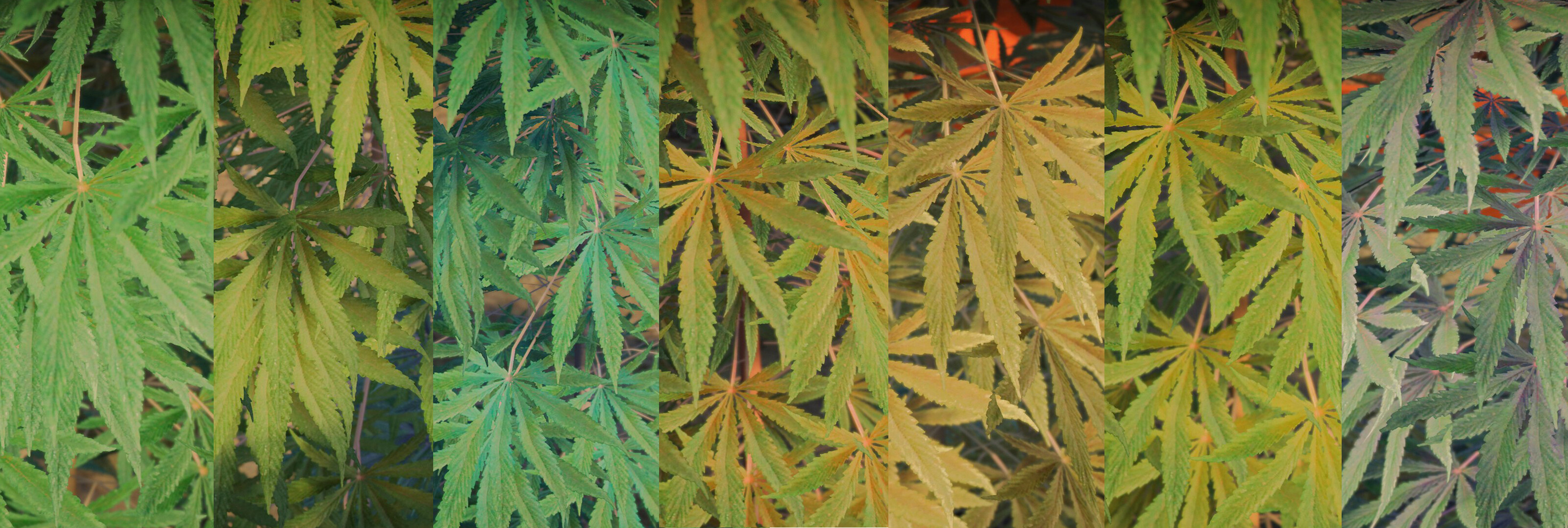 [ESX|QB|OX] Grow anything anywhere | Farming | Weed - FiveM Releases ...