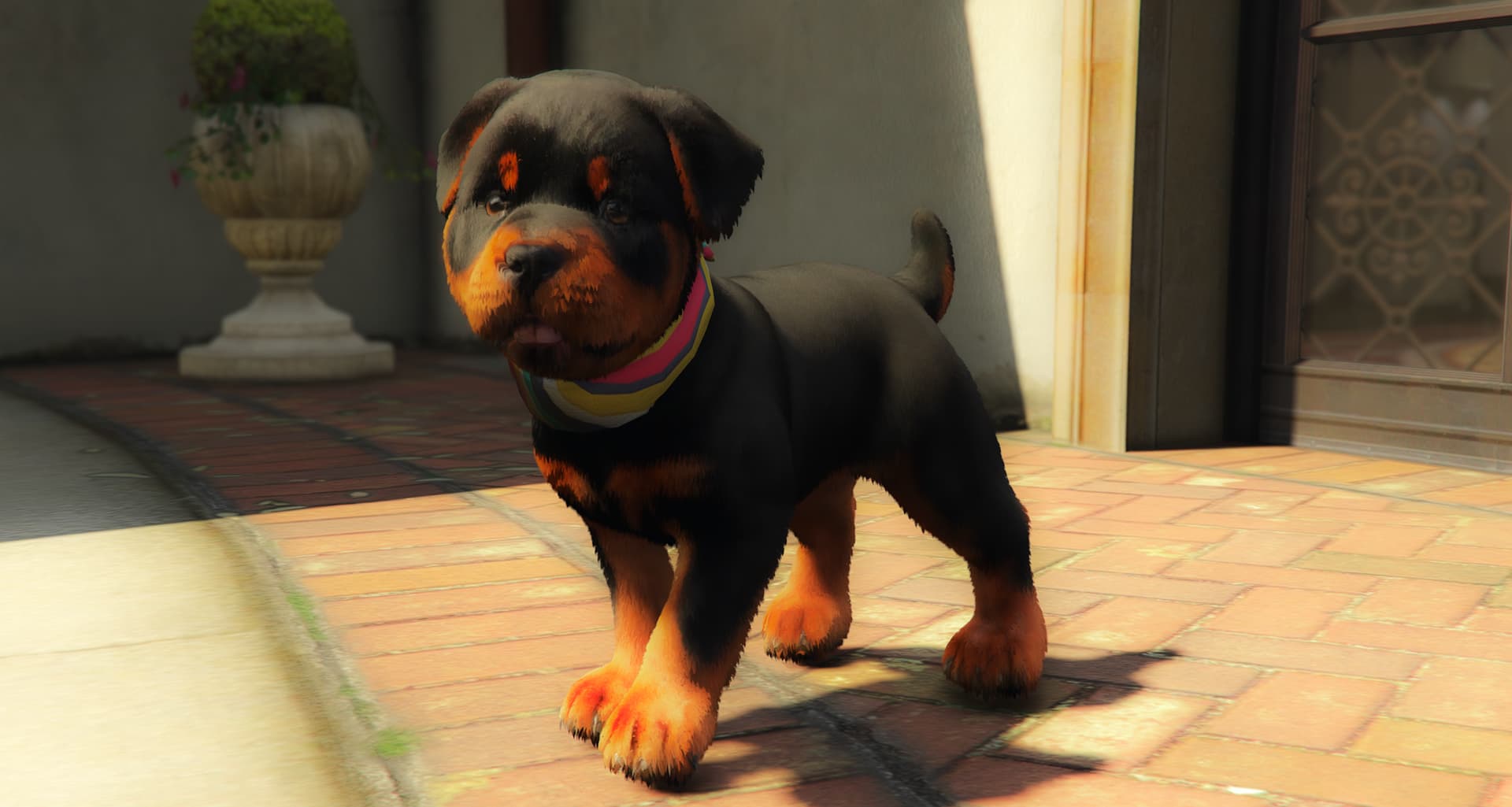 Rottweiler Puppy (Puppy Chop) Ped - FiveM Releases - Cfx.re Community