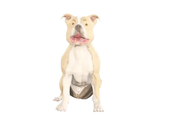 cDev Pet Dog: Pit Bull - FiveM Releases - Cfx.re Community