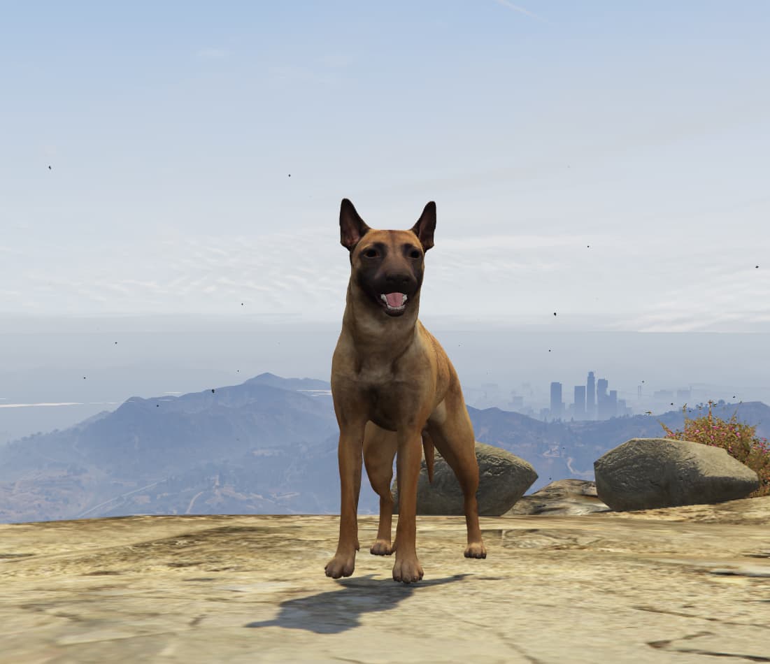 [PAID] Belgian Shepherd Police Dog - FiveM Releases - Cfx.re Community