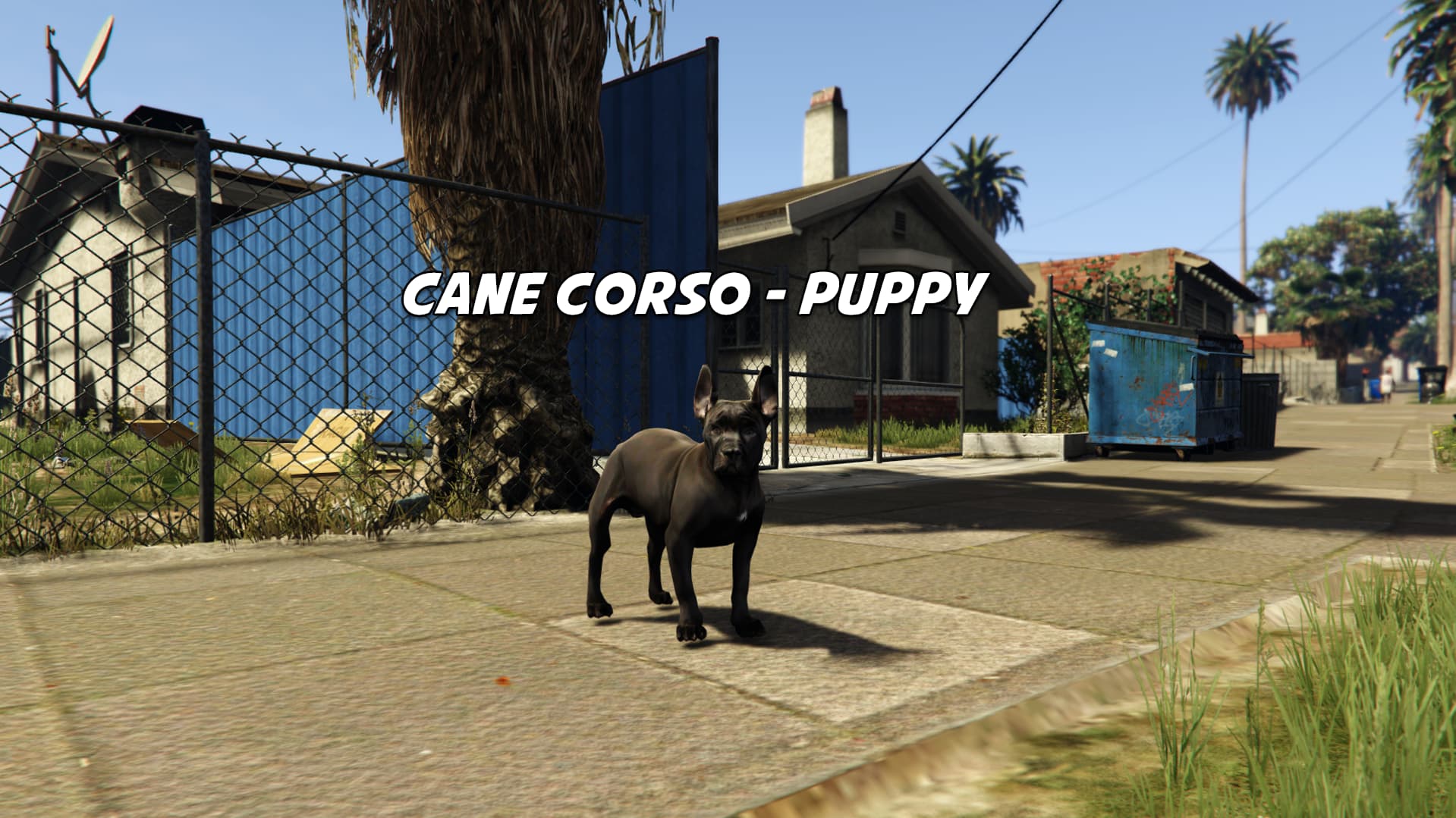 Cane Corso Puppy - Addon Dog Ped - FiveM Releases - Cfx.re Community
