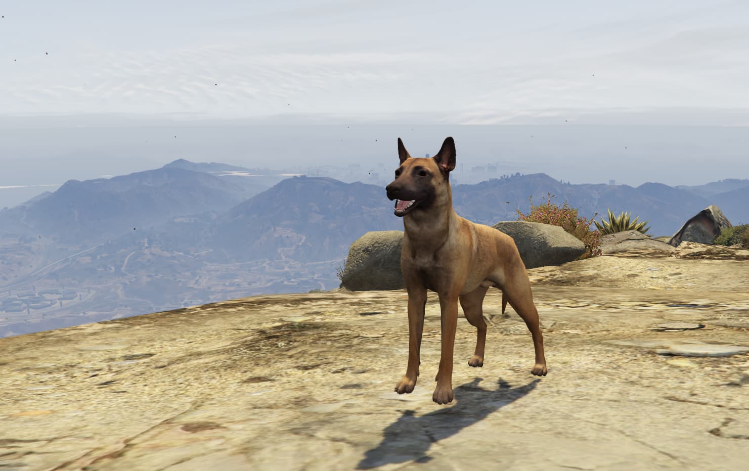 [PAID] Belgian Shepherd Police Dog - FiveM Releases - Cfx.re Community