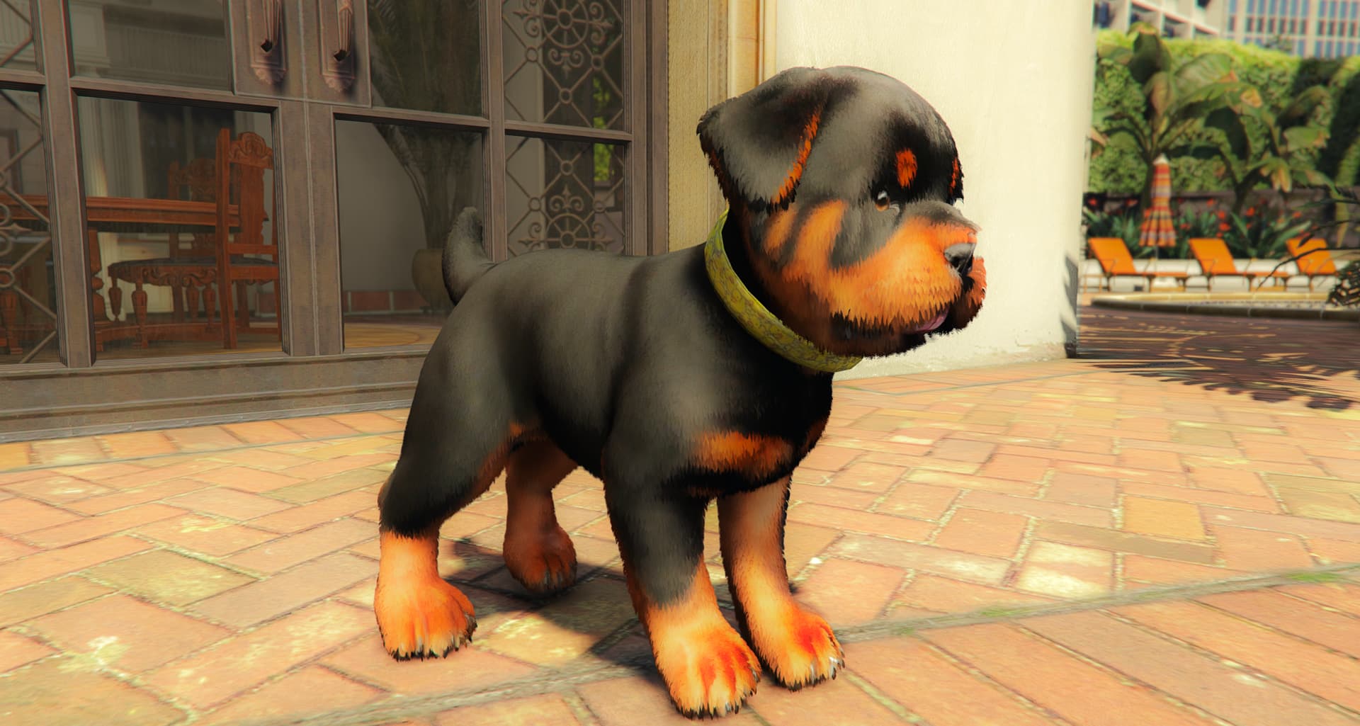 Rottweiler Puppy (Puppy Chop) Ped - FiveM Releases - Cfx.re Community